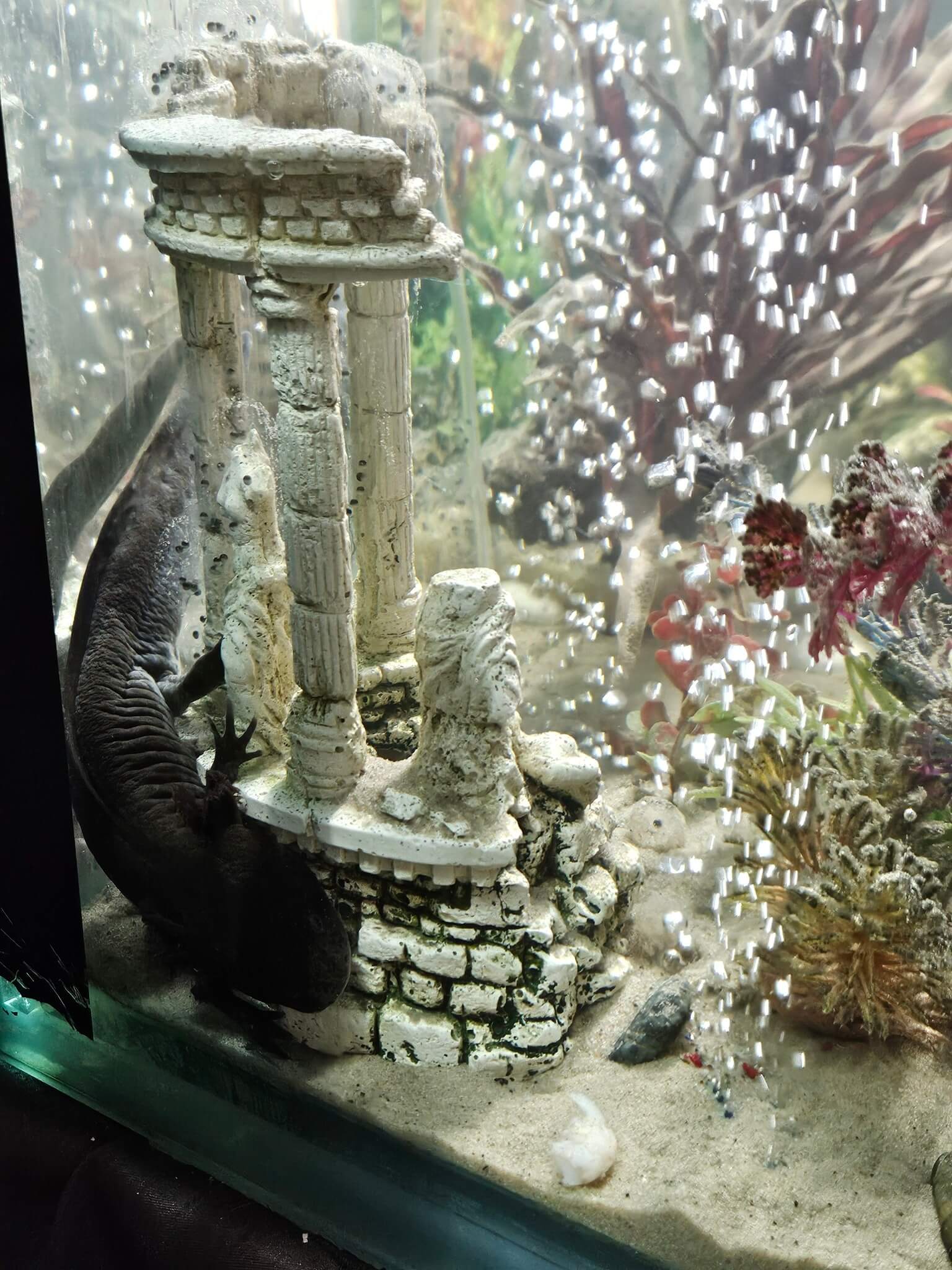 Axolotl Eggs: Appearance, Facts, Fertilization, Development, Handling ...