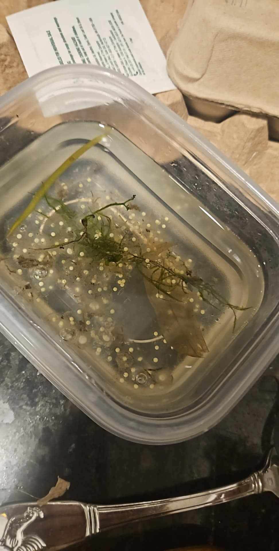 Axolotl Eggs: Appearance, Facts, Fertilization, Development, Handling ...