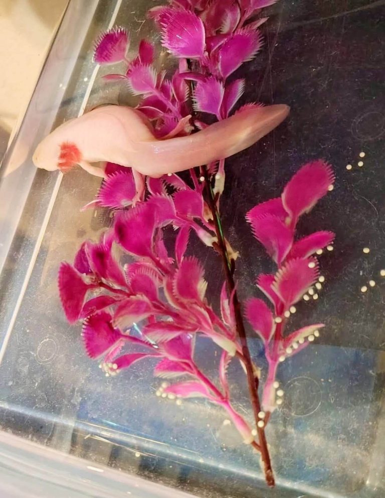 Axolotl Eggs: Appearance, Facts, Fertilization, Development, Handling ...