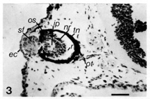 Axolotl Eyes: Everything You Need to Know - Cute Axolotl